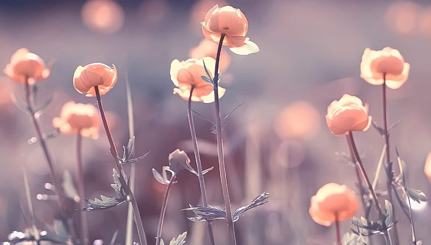 Flower Knowledge Quiz