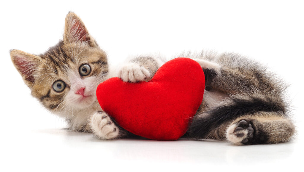 Does My Cat Love Me 100 Honest Answer February 2024