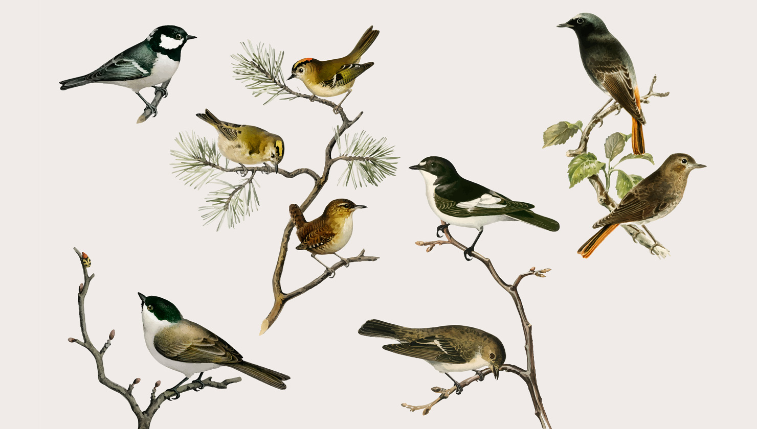 Birds Recognition Quiz